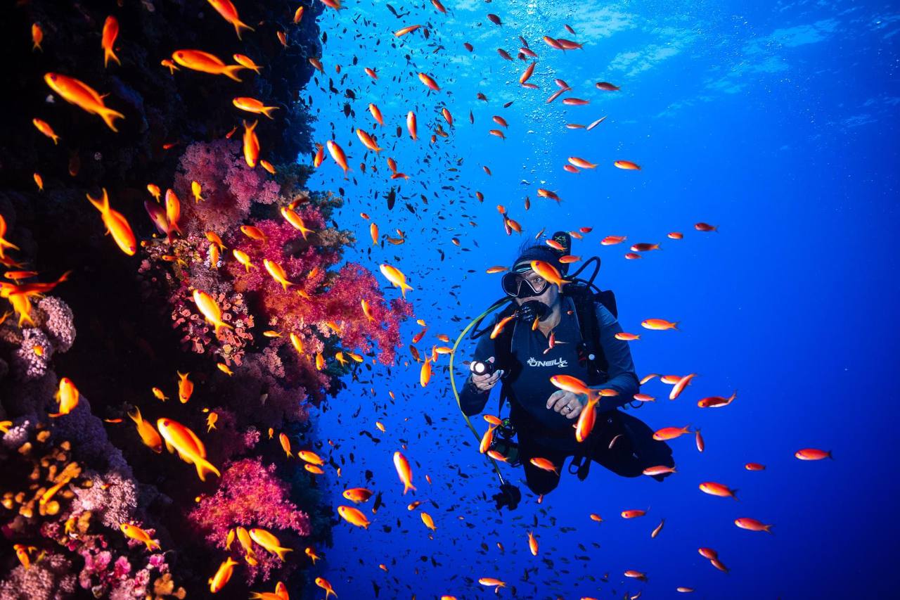 One Day diving by Boat for Certified Divers - Sharm Top Tours