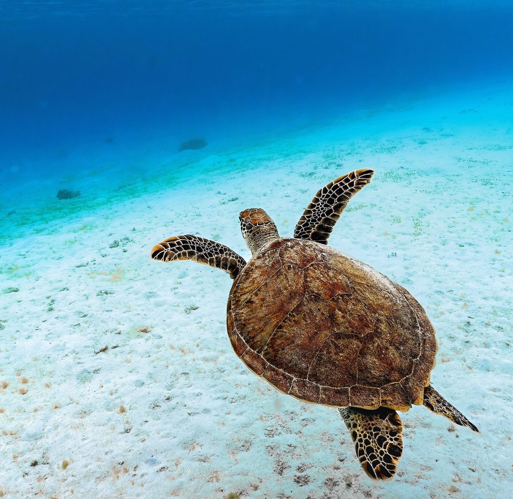 Popular Tours - Sharm Top Tours